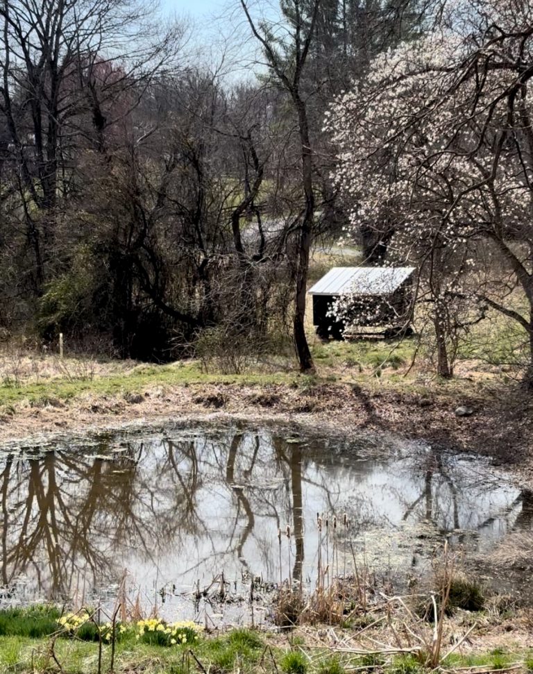 Blue Ridge Farm Spring Half-Day Retreat Recap – All Beings Zen Sangha